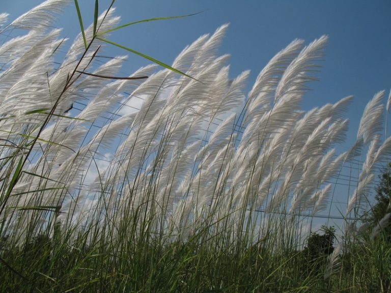 Wild sugarcane - บริษัท บาก้า จำกัด