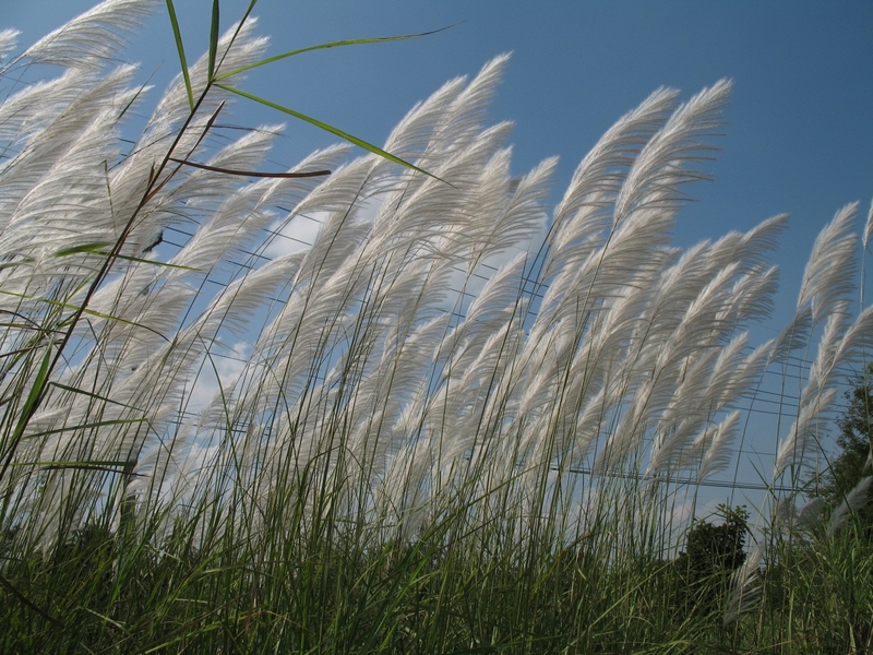 เลา อ้อยป่า อ้อยเลา - บริษัท บาก้า จำกัด