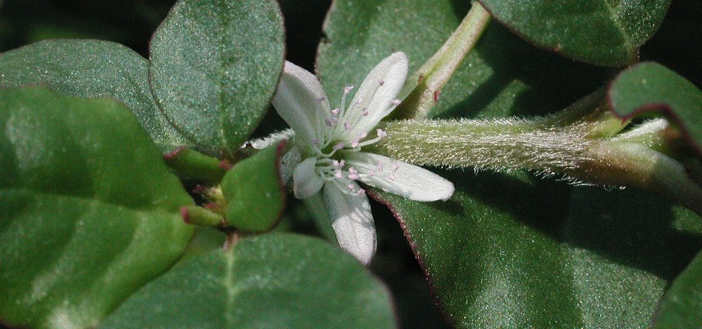 ผักเบี้ยหิน - บริษัท บาก้า จำกัด